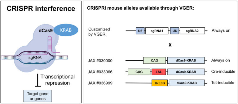 CRISPRi | Vanderbilt Genome Editing Resource | Vanderbilt University