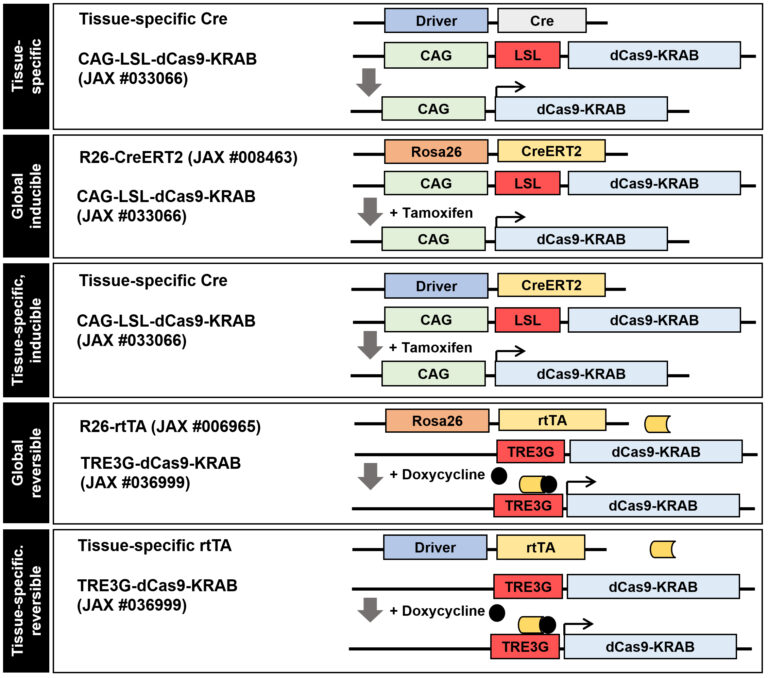 CRISPRi | Vanderbilt Genome Editing Resource | Vanderbilt University